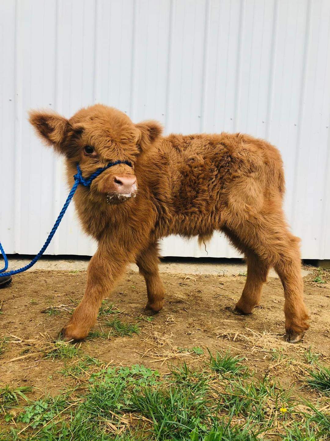 Mini Highland for sale - William Family Farm