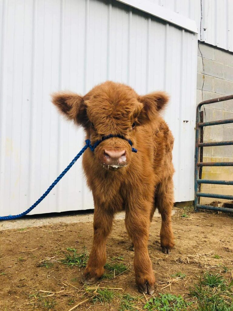 Mini Highland for sale - William Family Farm